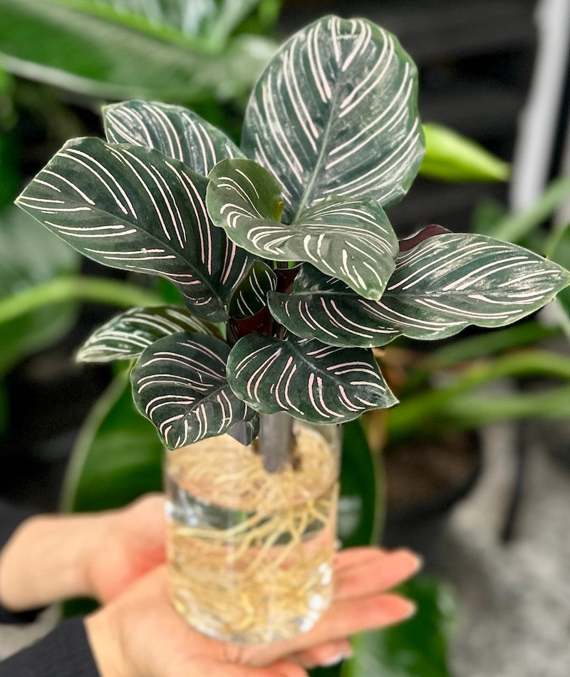 Orchids and plants - Wild Pansi, Florist and Gifts, Coffs Harbour ...